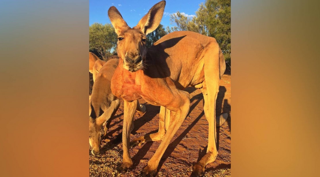 Photos: Jacked Kangaroos Roger and Monty | Muscle & Fitness